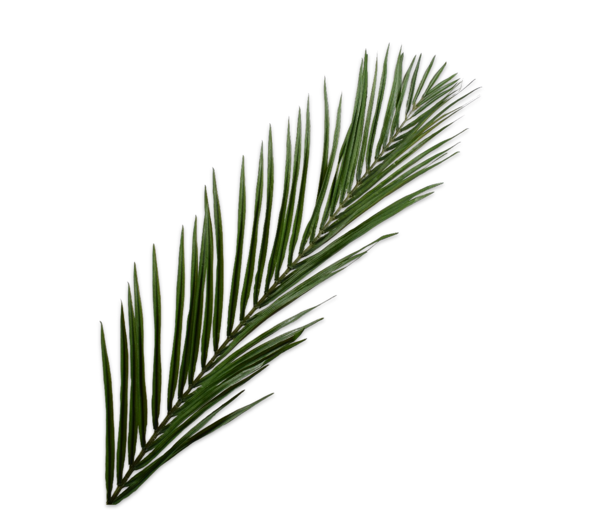 Palm Stem – ANDROS HOME
